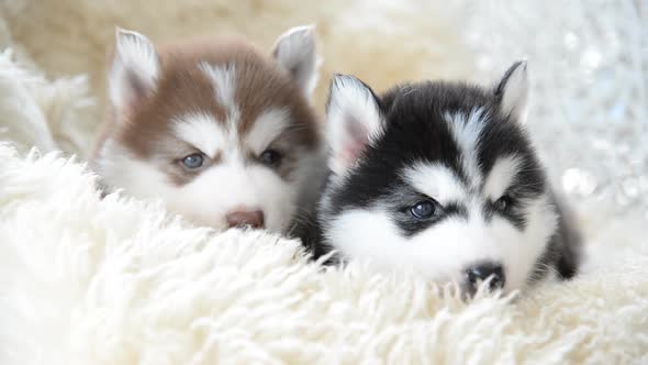 Cute Siberian Husky Puppies Looking, Stock Footage | VideoHive