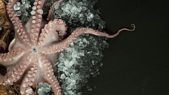 Super Slow Motion Shot of Falling Fresh Octopus Into Crushed Ice at ...