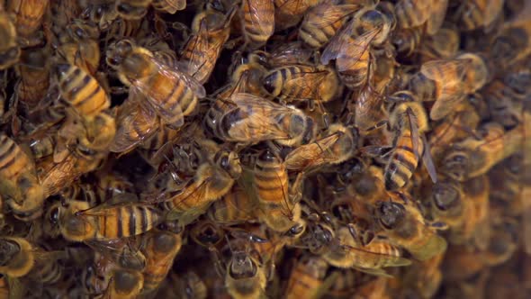 Bees Hive Slow Motion, Stock Footage | VideoHive