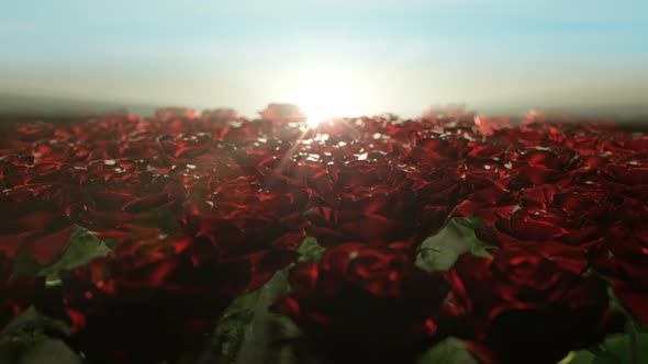 Beautiful Calm Sunrise Over Field of Red Roses, Motion Graphics | VideoHive