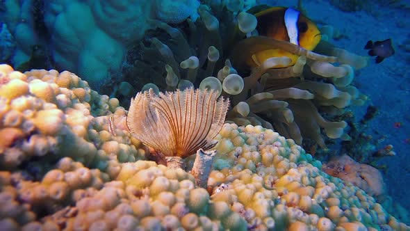 Tube Worm and Clownfish, Stock Footage | VideoHive