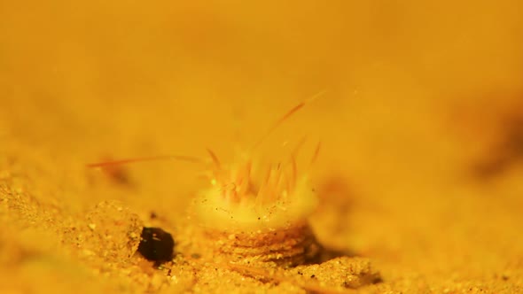 Weird alien looking sea creature filmed using changing coloured ...