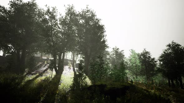 Hyperlapse in a Summer Forest in Fog, Motion Graphics | VideoHive