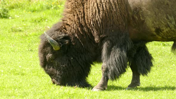 American bison grazes on grass as bugs fly around, close static view ...