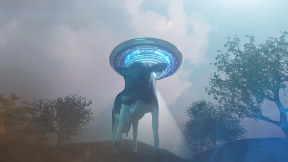Cow abducted by a UFO on the farm pulling of the alien spacecraft ...