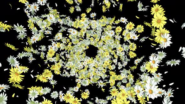 Daisy Swirl with Alpha 4K, Motion Graphics | VideoHive