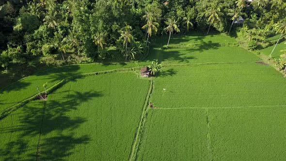 Beautiful green view in Bali, Stock Footage | VideoHive