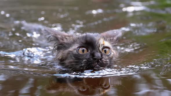 Cat Swimming in River. Black Kitten Swims in Water. Cat's Emotions ...