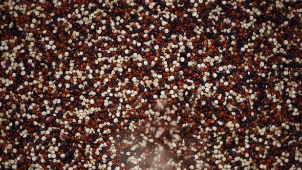 Multicolor Raw Organic Quinoa on Rotating Background. Healthy Food ...