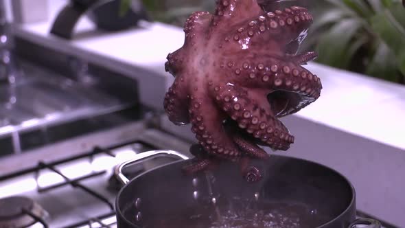 Octopus Boiling 3, Stock Footage | VideoHive