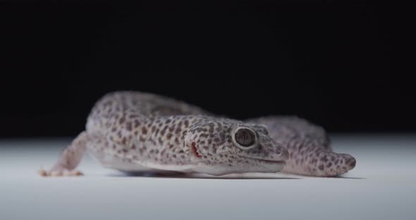 Wildlife Gecko is Curled Up on the Floor Looking Around Cute Reptile ...