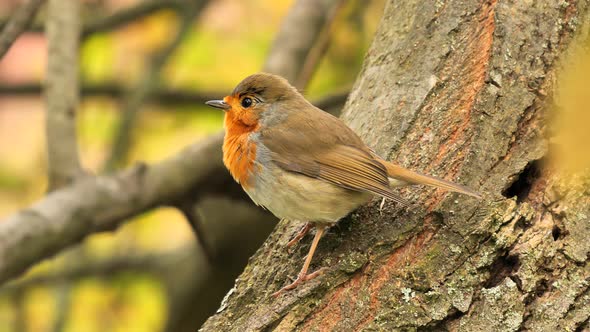 European Robin singing in the morning, Stock Footage | VideoHive