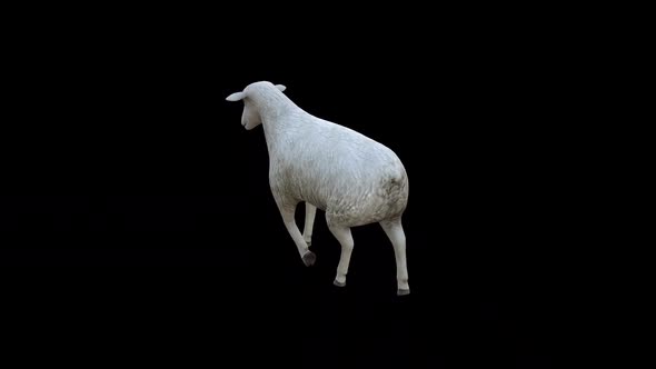 Sheep Walk View From Top Angle Back, Motion Graphics | VideoHive
