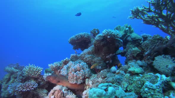 Moray under Blue Sea Water, Stock Footage | VideoHive