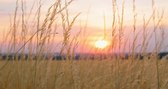 Closeup Dry Grass Fieldcolored Sunset Pink Orange Colors of Setting Sun ...