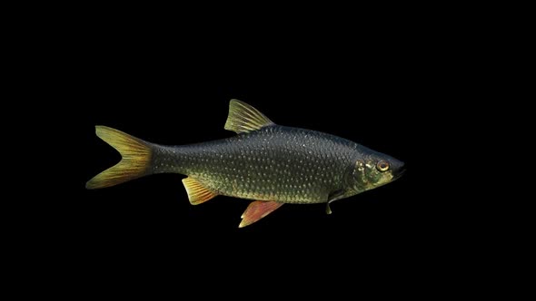 Black Redeye Fish, Motion Graphics | VideoHive