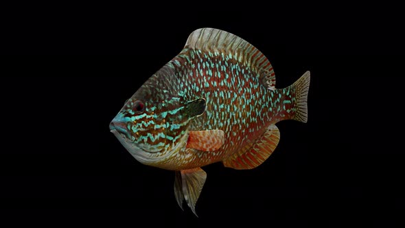 Longear Sunfish Front View, Motion Graphics | VideoHive