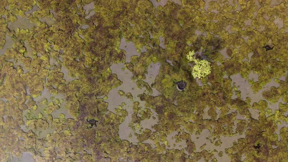 Aerial ascending and look down the wetland algae floating, Stock Footage
