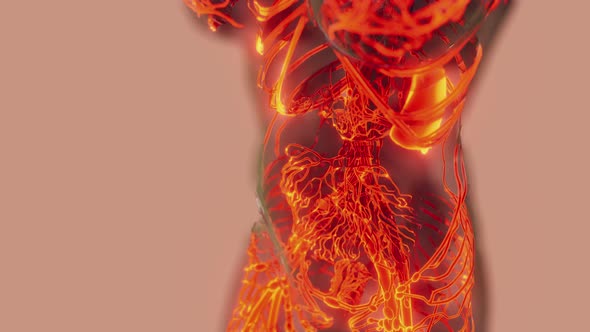 Human Circulatory System Medical Scan, Motion Graphics | VideoHive