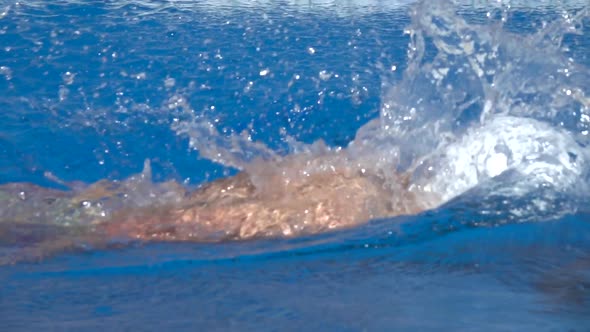 Professional swimmer swims in crawl in pool. Slow Motion, Stock Footage