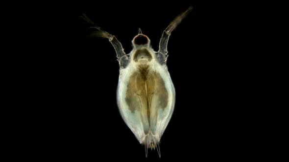 Daphnia Under the Microscope, Stock Footage | VideoHive