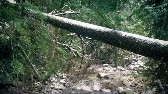 Log Over River In Winter Forest, Stock Footage | VideoHive