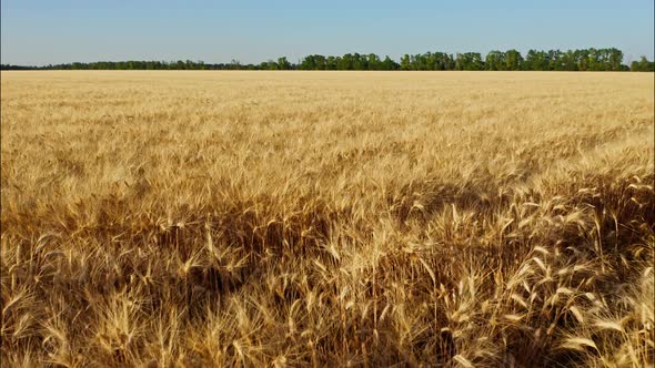 Top View of a Wheatfield, Stock Footage | VideoHive