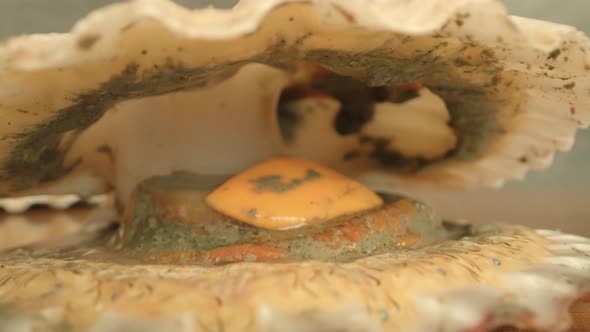 Interior of Live Shellfish with Open Muscle on Table Surface, Stock Footage