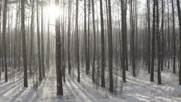 D Log Dlog Camera Flight Through Beautiful Winter Snowy Coniferous ...