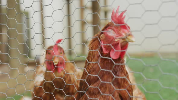 Close up of two hens behind fence on farm, Stock Footage | VideoHive