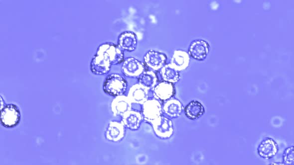 Multiplying Macro Bacteria Are Viewed Through Microscope In Purple ...