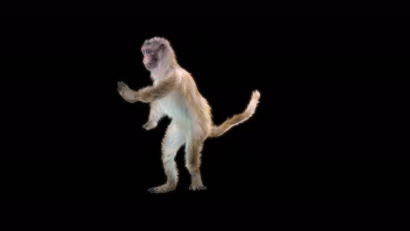 Monkey Dance 4K, Motion Graphics | VideoHive