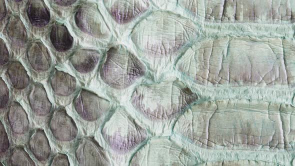 White Snake Leather Closeup Production of Handmade Accessories Made of ...