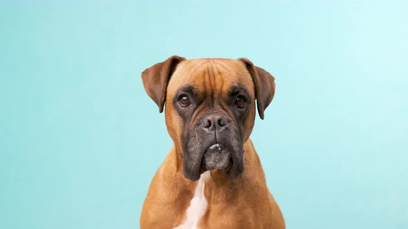 Boxer dog looking at the camera while standing against a light blue ...