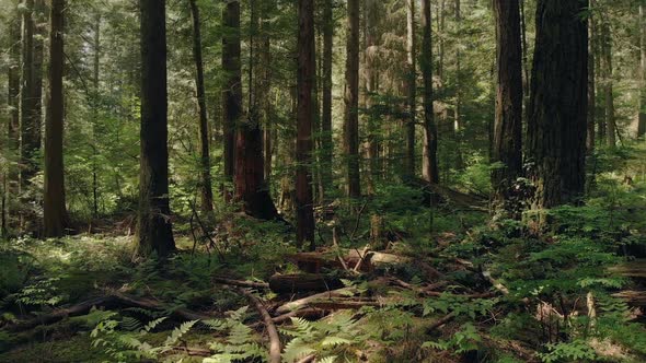 Gliding Over Forest Floor In Sun And Shade, Stock Footage | VideoHive
