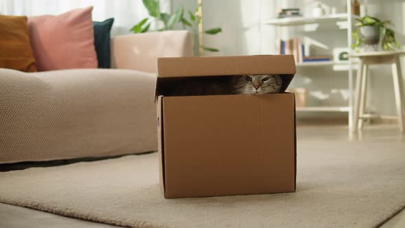 Cat Getting Out Cardboard Box Scottish Fold Closeup Delivery, Stock Footage