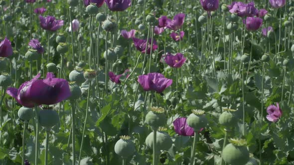 Flowering Poppy Field On A Windy Day, Stock Footage | VideoHive