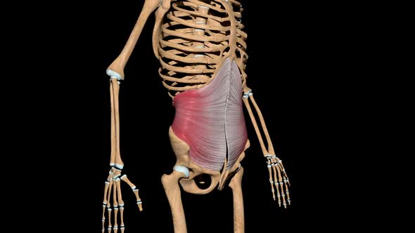 Transverse Abdominal Muscles On Skeleton, Motion Graphics | VideoHive