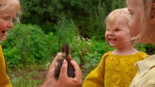 Cute Little Blond Girl Is Scared of the Little Duckling Outdoors, Stock ...