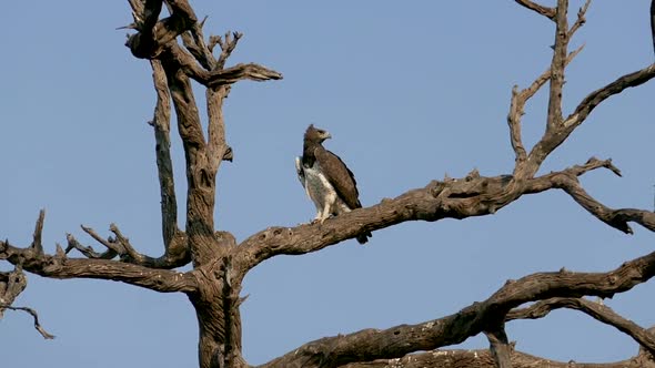 Predator Sitting on a Tree Waiting for Its Prey Chobe Botswana, Stock ...