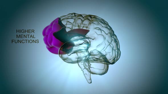 Medical animation of the brain structures and their functions. Loopable ...
