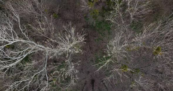 Aerial View From Above of Autumn Forest Gray Trees Bald Trees in Late ...