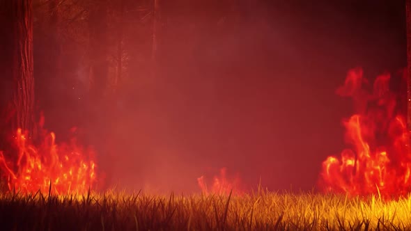 Forest Wildfires 4K 07, Motion Graphics | VideoHive