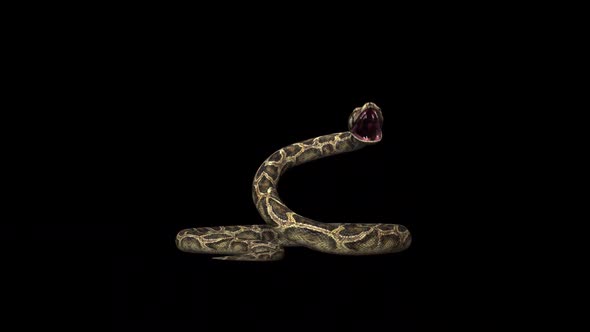 Loop Snake Hissing, Motion Graphics | VideoHive