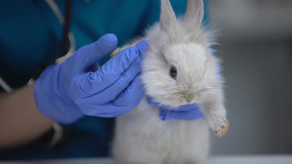 Vet Examining Bunny Foot for Injury, Searching Ulcers, Pododermatitis ...