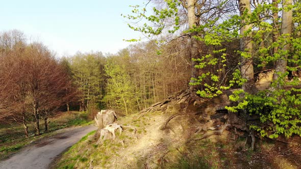 Road Trail in Spring Forest Park. Aerial View, Stock Footage | VideoHive