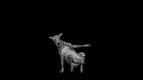 47 Zebra Dancing 4K, Motion Graphics | VideoHive
