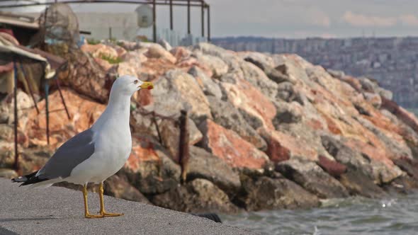 Sad Seagull Standing On Concrete Floor In Old Abandoned Marine, Stock ...