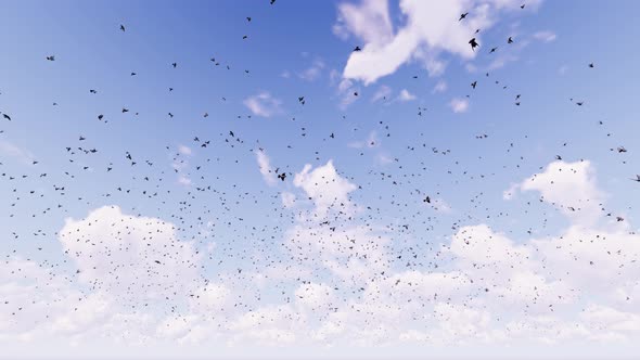 Countless Birds In The Sky, Motion Graphics | VideoHive