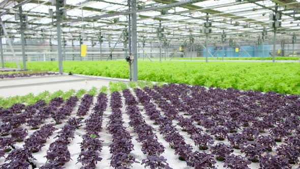Purple and Green Basilic Plantation, Stock Footage | VideoHive